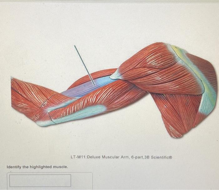 Identify the highlighted muscle. LT-M11 Deluxe | Chegg.com