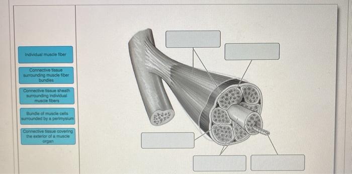 Solved Individual muscle fiber Connective tissue burrounding | Chegg.com