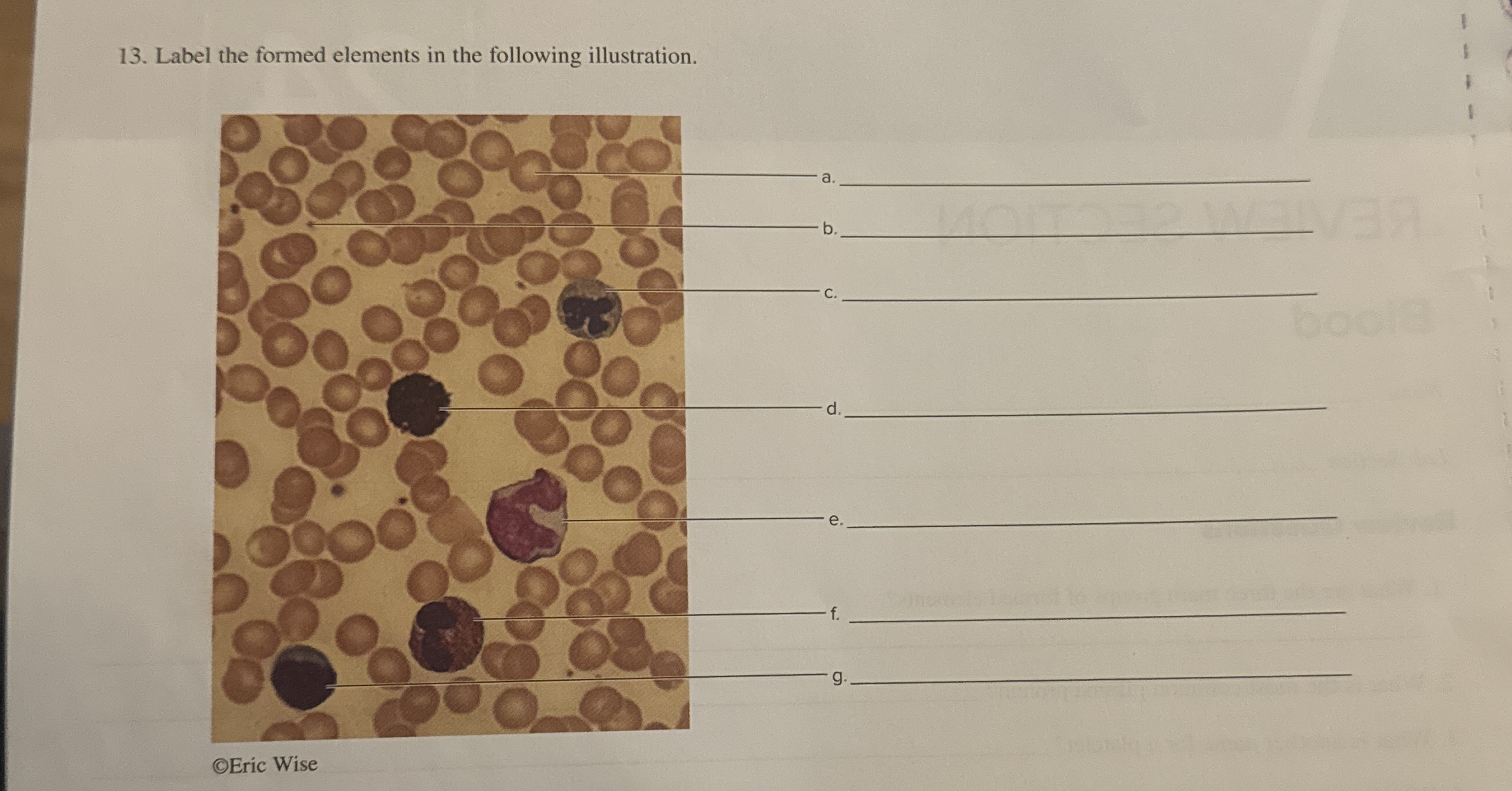 Solved Label the formed elements in the following | Chegg.com