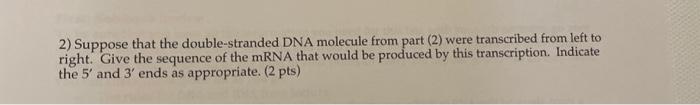 2) Suppose that the double-stranded DNA molecule from | Chegg.com