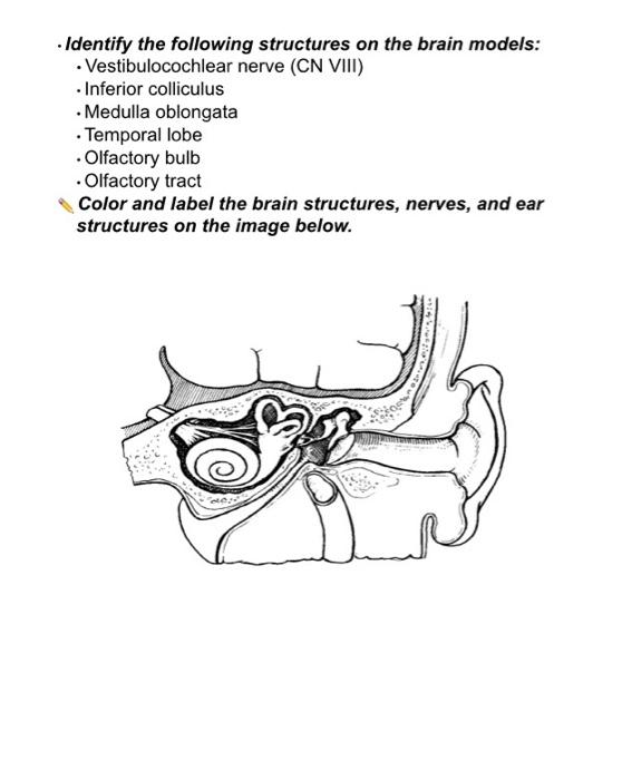 Solved . Identify the following structures on the brain | Chegg.com