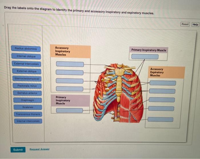 Solved Drag the labels onto the diagram to identify the | Chegg.com