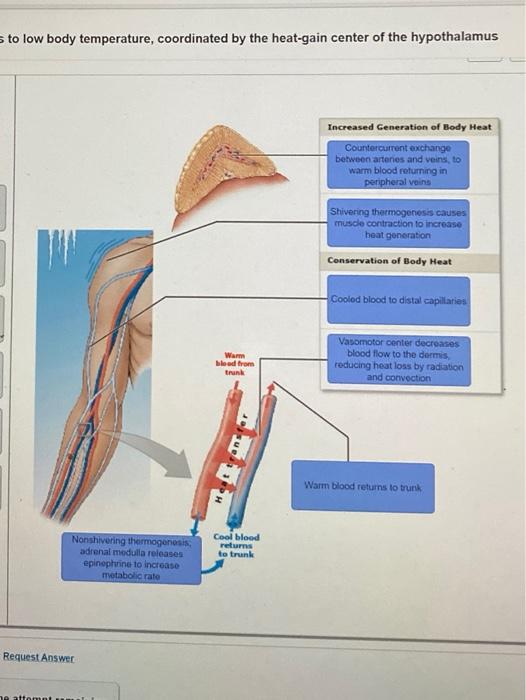 Triglyceride breakdown Glycogenesis Glycogenolysis | Chegg.com
