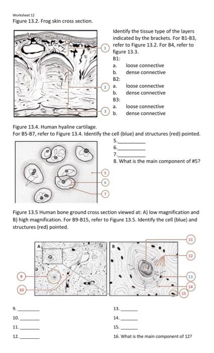Solved Worksheet 12 Figure 13.2. Frog skin cross section. | Chegg.com