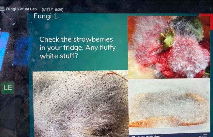 Solved Biology 152 Student Lab Guide Fungi Prior to | Chegg.com