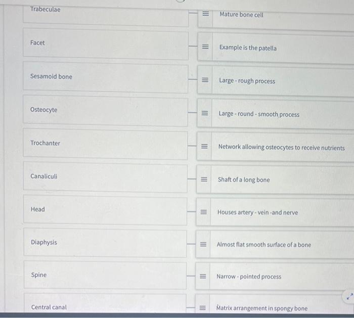 Solved Trabeculae Facet Example is the patella Sesamoid bone | Chegg.com