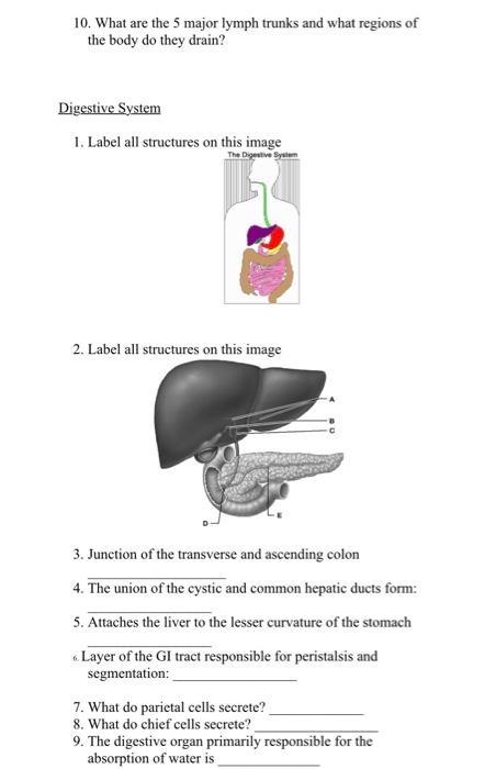 Solved 10. What are the 5 major lymph trunks and what | Chegg.com
