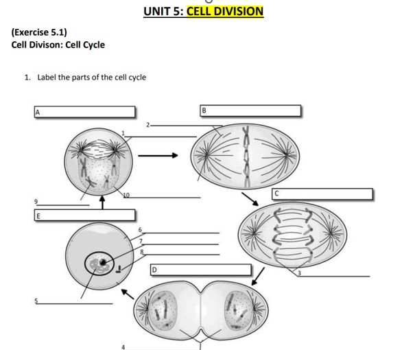 Solved UNIT 5: CELL DIVISION(Exercise 5.1)Cell Divison: Cell | Chegg.com