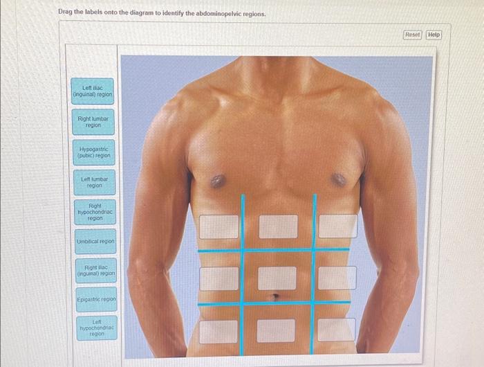 Abdominopelvic Area Fig. 1 7 Nine Regions Of The Abdominopelvic Cavity