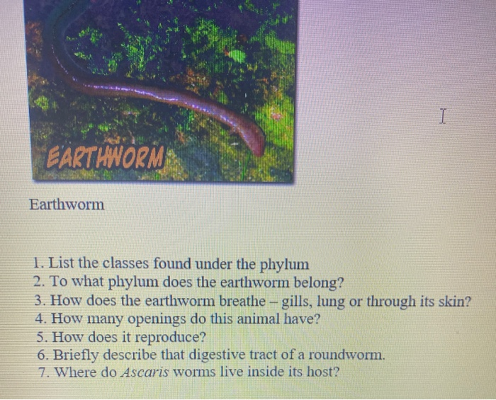 Solved IV. Phylum I EARTHWORM Earthworm 1. List the classes | Chegg.com