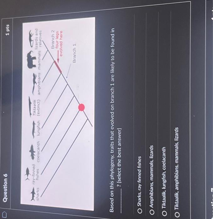 Solved Based on this phylogeny, traits that evolved on | Chegg.com