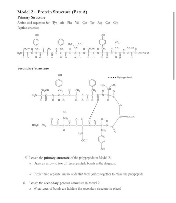 Primary Protein Structure