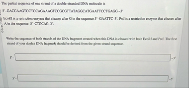Solved The partial sequence of one strand of a | Chegg.com