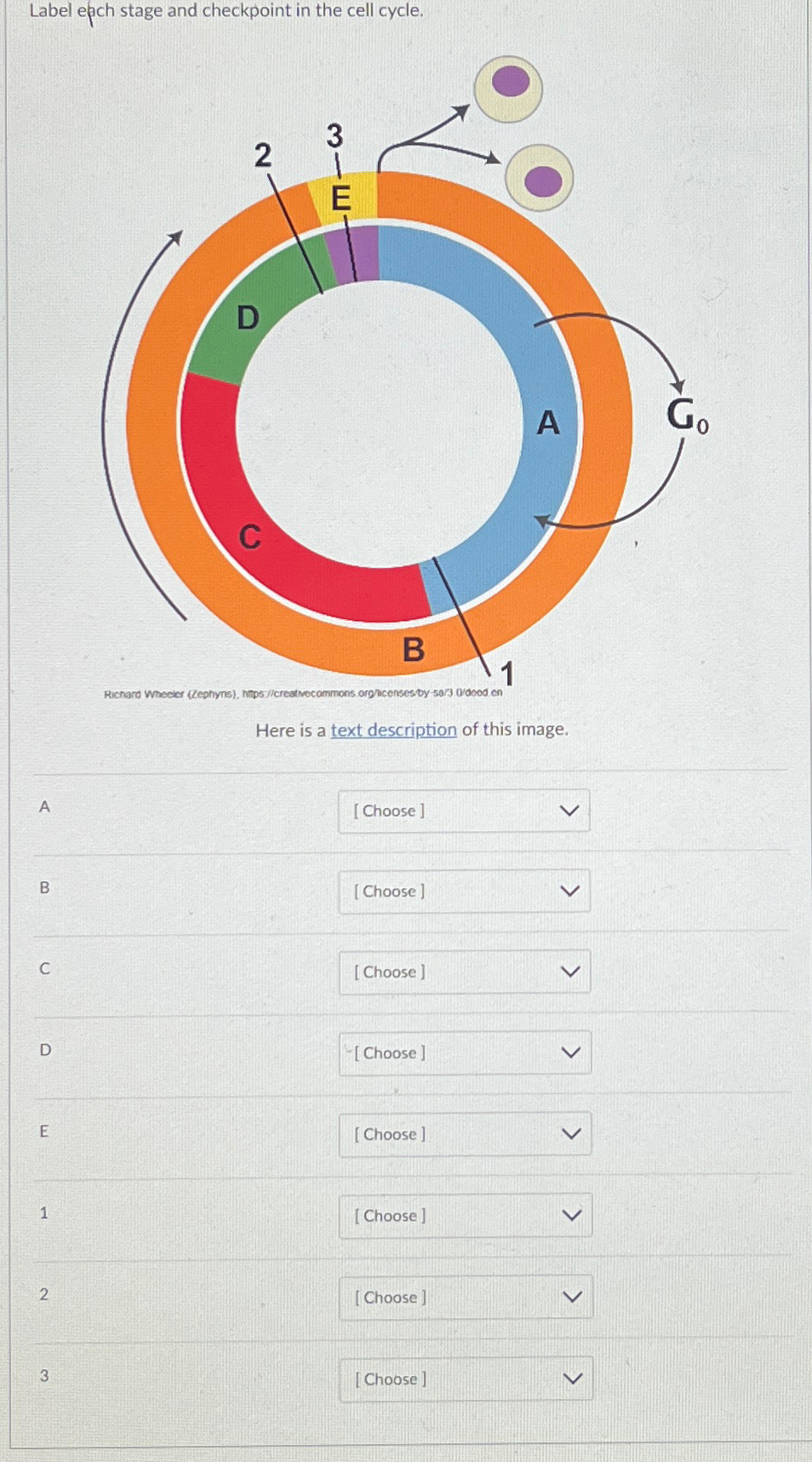 Solved Label epch stage and checkpoint in the cell | Chegg.com
