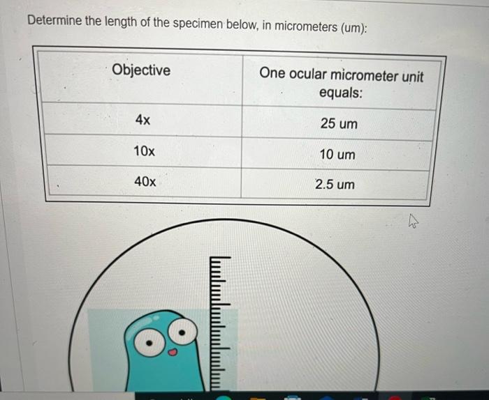 Solved Determine the length of the specimen below, in | Chegg.com