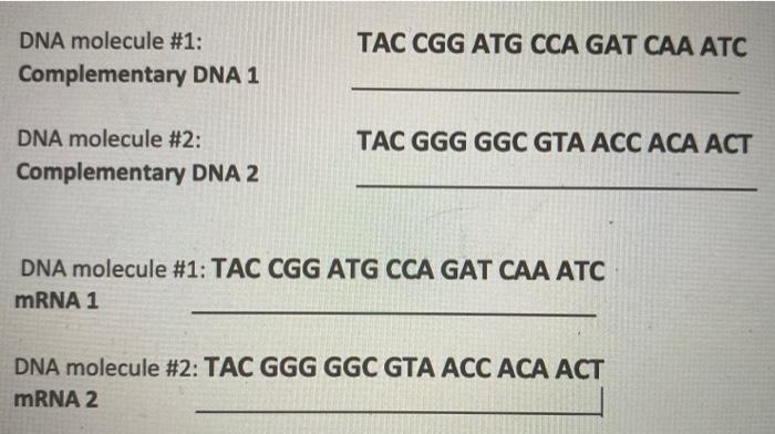 Solved TAC CGG ATG CCA GAT CAA ATC DNA molecule #1: | Chegg.com