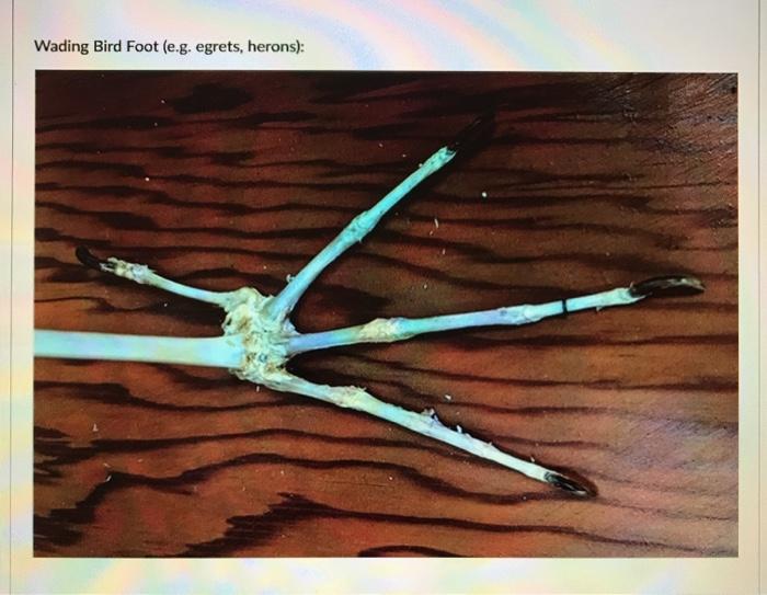 Solved Below are photographs of feet of four different types | Chegg.com