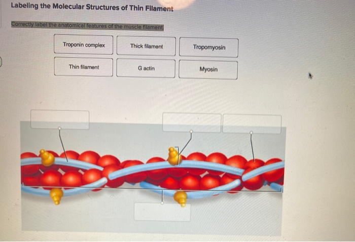 Solved Labeling the Molecular Structures of Thin Filament | Chegg.com