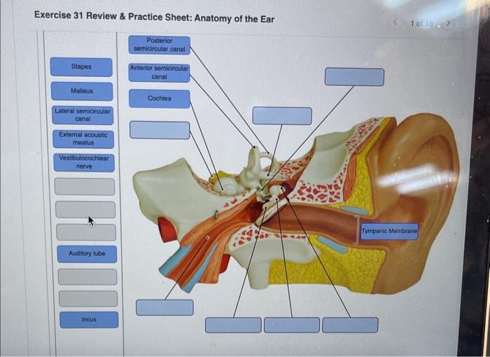 Solved Exercise 31 Review \& Practice Sheet: Anatomy of the | Chegg.com