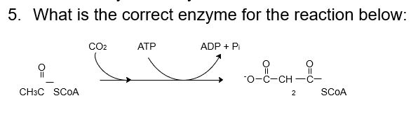 Solved What is the correct enzyme for the reaction below: | Chegg.com