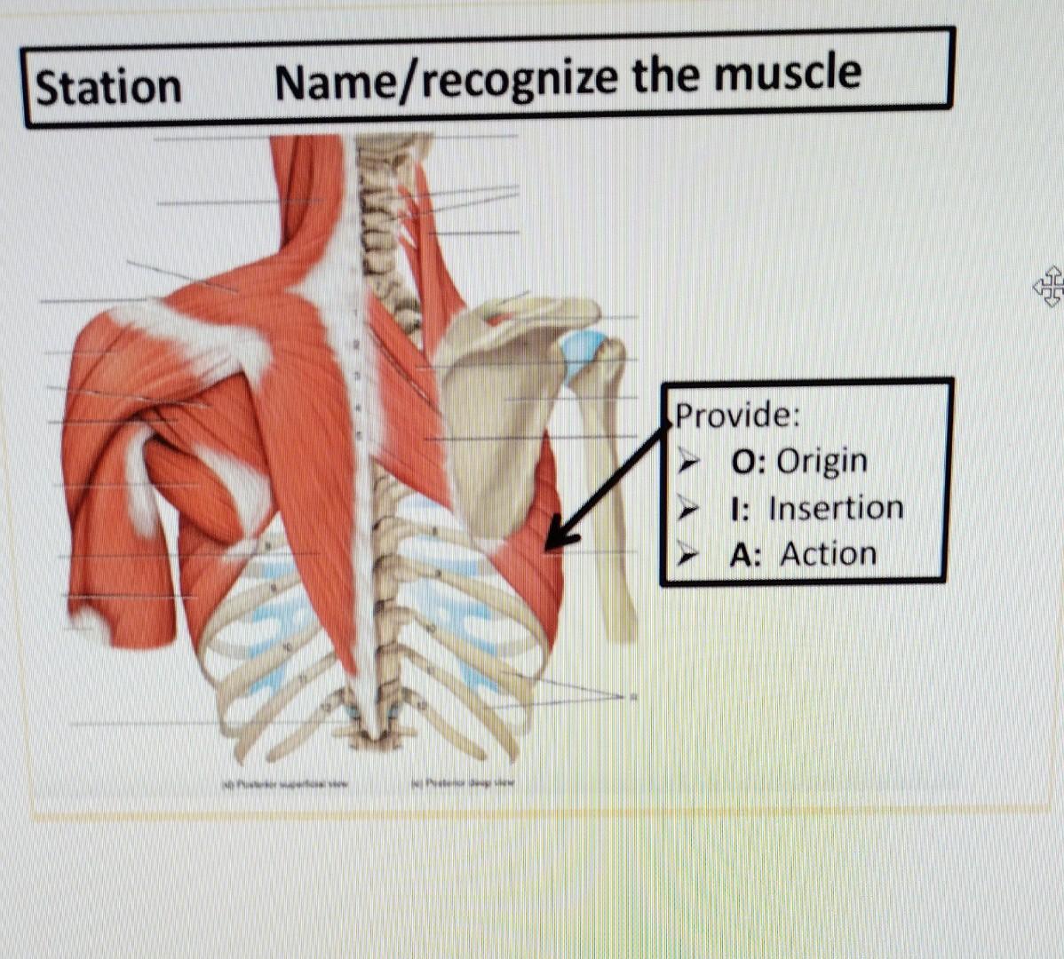 Solved Station Name/recognize the muscle Provide: O: Origin | Chegg.com