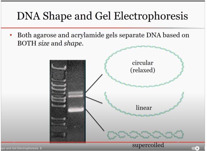 Restriction digestion and agarose gel electrophoresis | Chegg.com