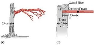 Solved Large trees manage to support some very heavy | Chegg.com