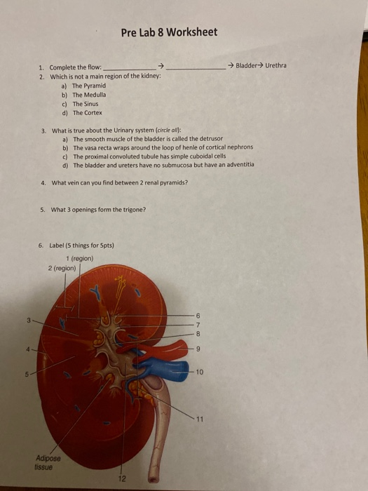 Solved Pre Lab 8 Worksheet → Bladder Urethra 1. Complete the | Chegg.com