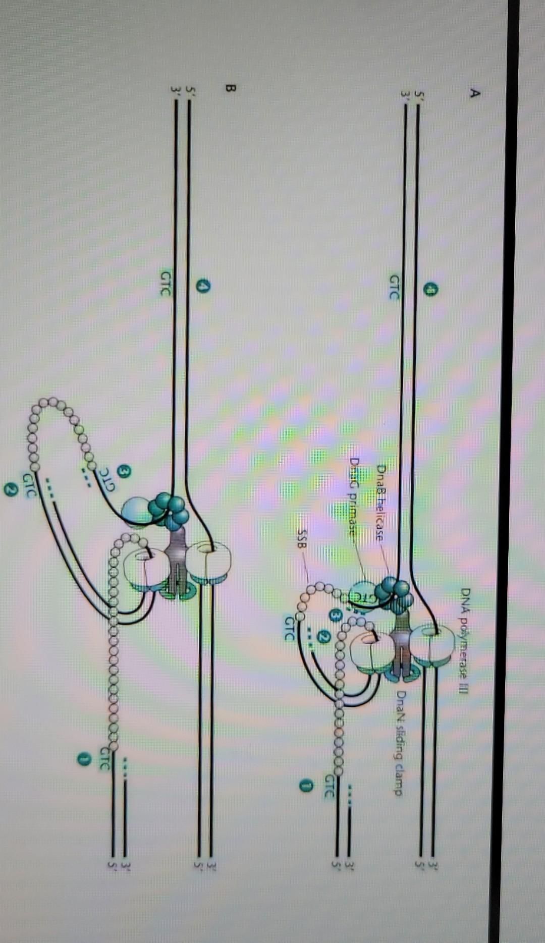 Solved This is for microbiology. Can you please explain in | Chegg.com