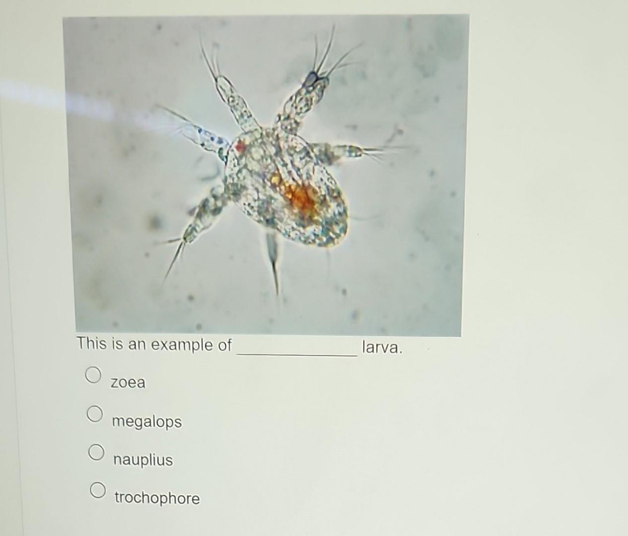 Solved This is an example of larva. zoea megalops nauplius | Chegg.com