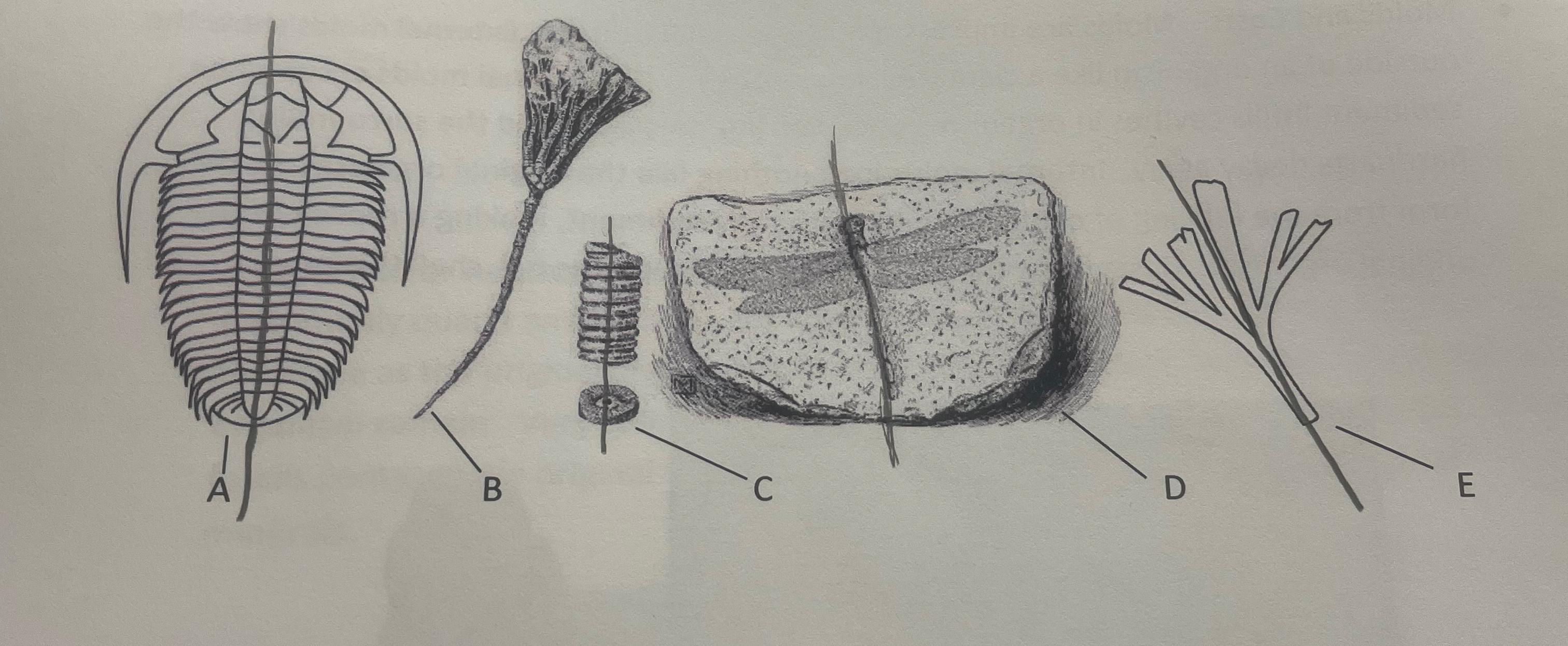 Solved Identifying FossilsIn order to distinguish fossils of | Chegg.com