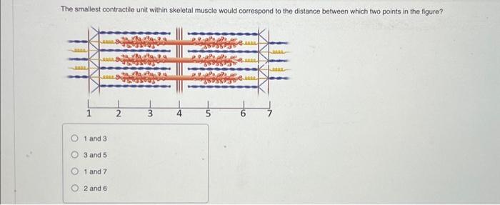 Solved The smallest contractile unit within skeletal muscle | Chegg.com