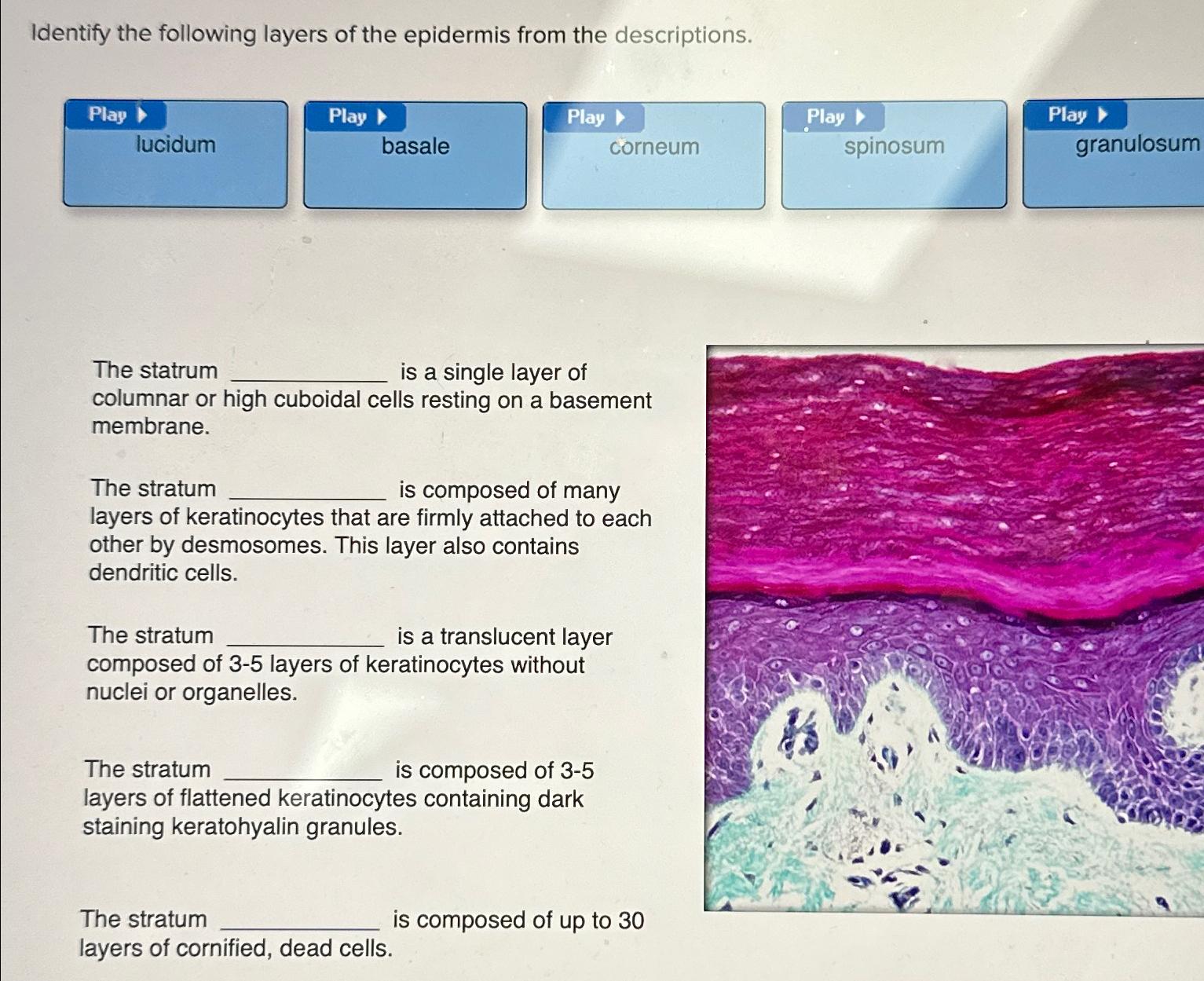 Solved Identify the following layers of the epidermis from | Chegg.com