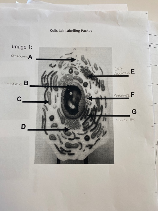 Solved Cells Lab Labelling Packet on Image 1: Ritecores A | Chegg.com