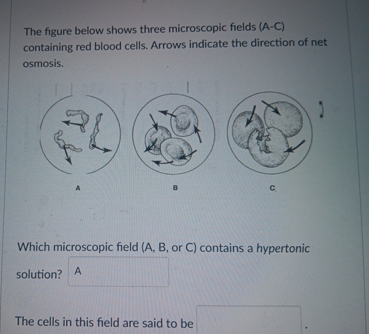 Solved The figure below shows three microscopic fields (A-C) | Chegg.com