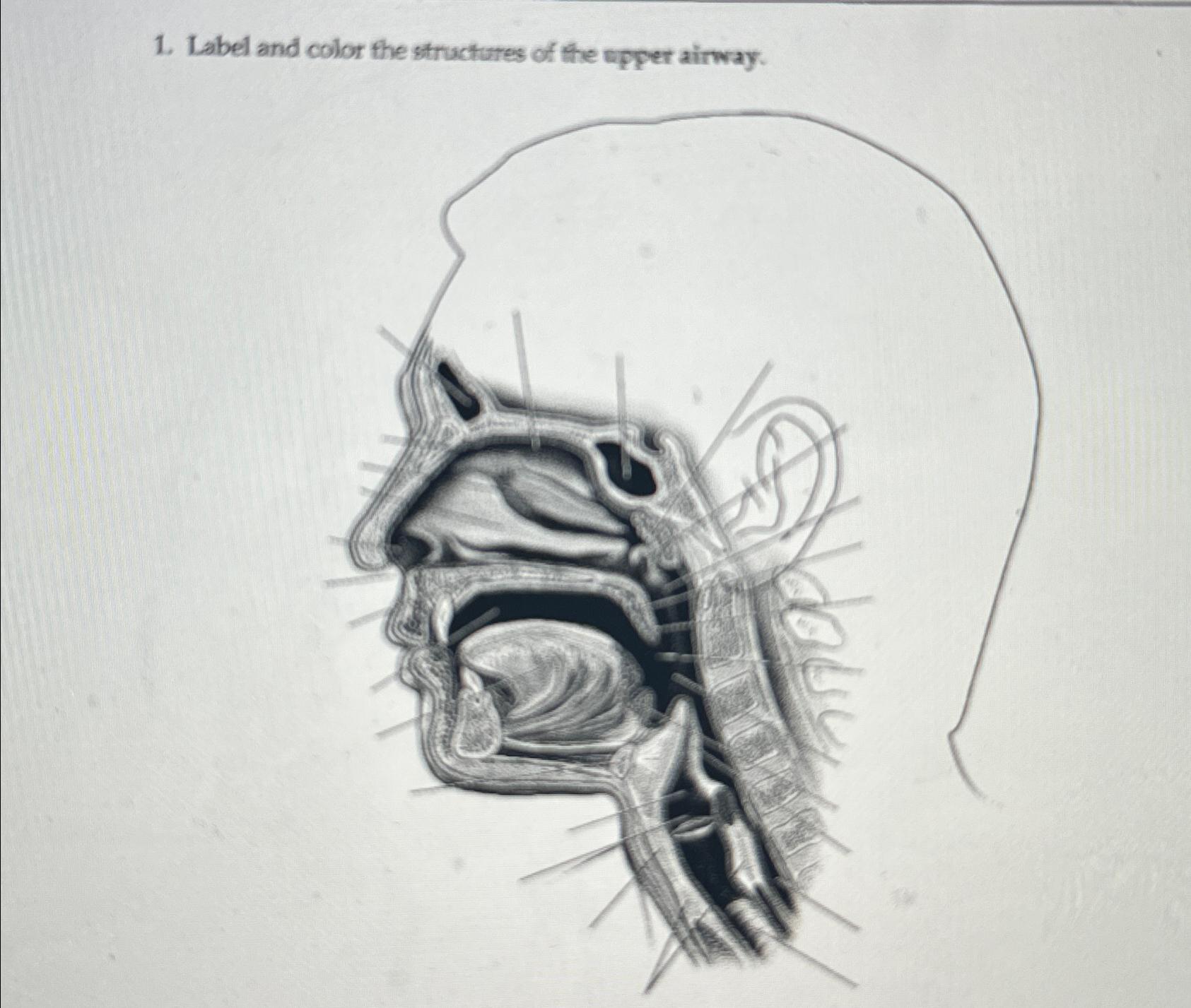 Solved Label and color the structures of the epper airway. | Chegg.com