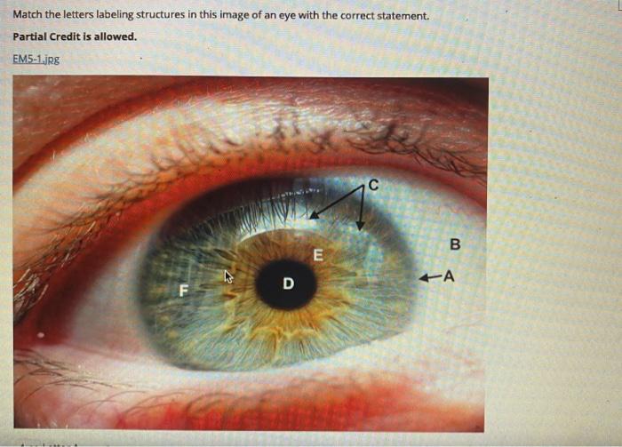 Solved Match the letters labeling structures in this image | Chegg.com