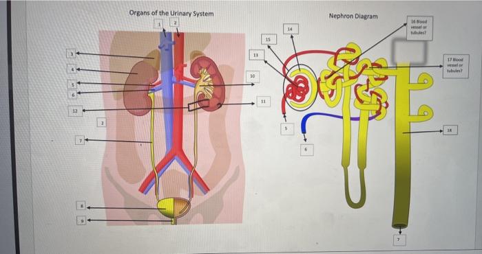 Solved Organs of the Urinary System Nephron Diagram 14 West | Chegg.com