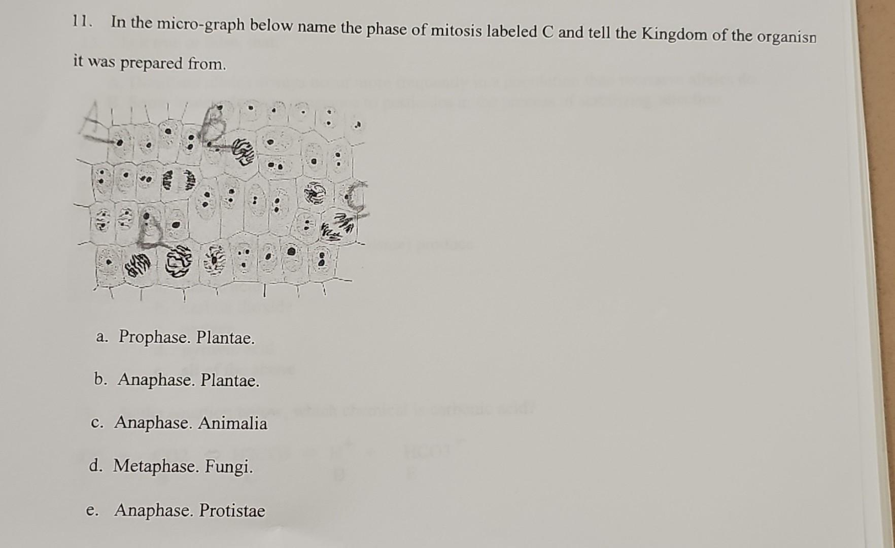 Solved 11. In the micro-graph below name the phase of | Chegg.com