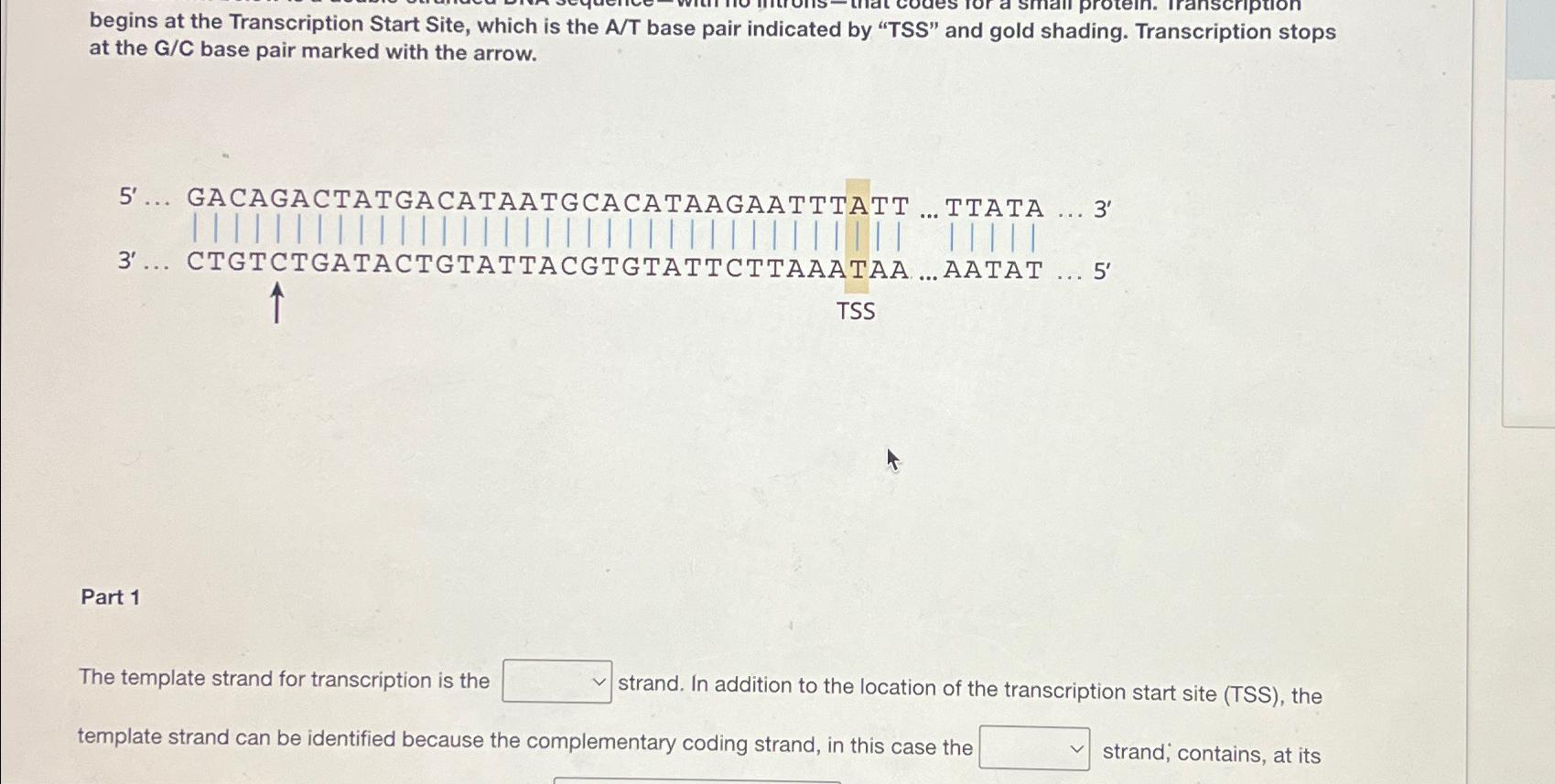 Solved begins at the Transcription Start Site, which is the | Chegg.com