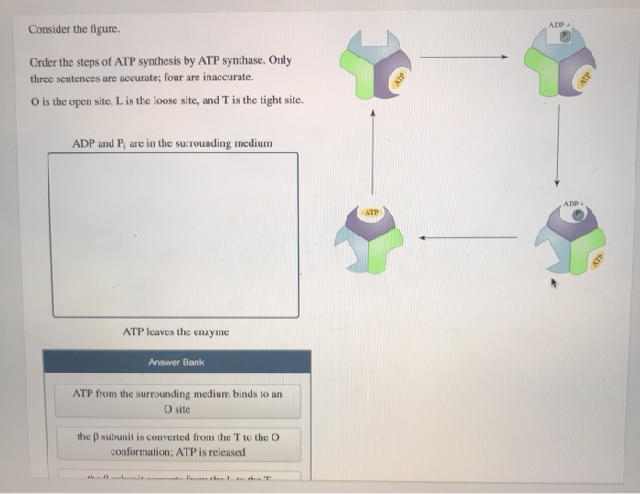 Solved ADP- Consider the figure Order the steps of ATP | Chegg.com