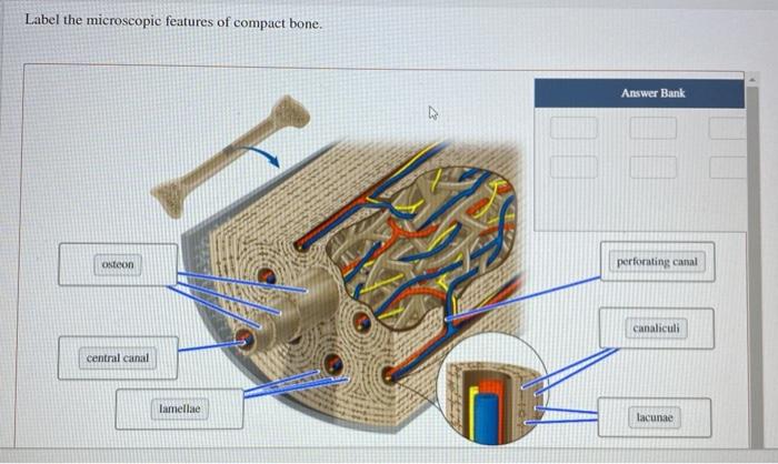 Solved Anatomists classify bones into one of five shape | Chegg.com