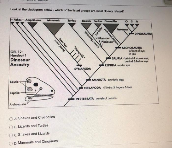 Solved Look at the cladogram below - which of the listed | Chegg.com