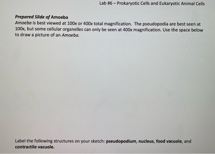 Solved Lab #6 - Prokaryotic Cells and Eukaryotic Animal | Chegg.com