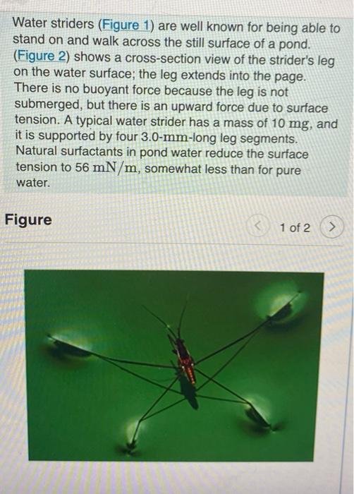 Solved 1. for a water strider at rest on the surface, what | Chegg.com