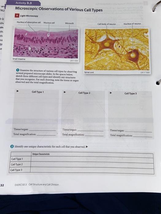 Solved Anat CEL Activity 3.3 Microscopic Observations of | Chegg.com