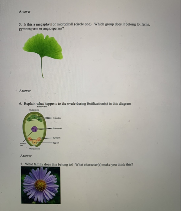 Solved Answer 5. Is this a megaphyll or microphyll (circle | Chegg.com