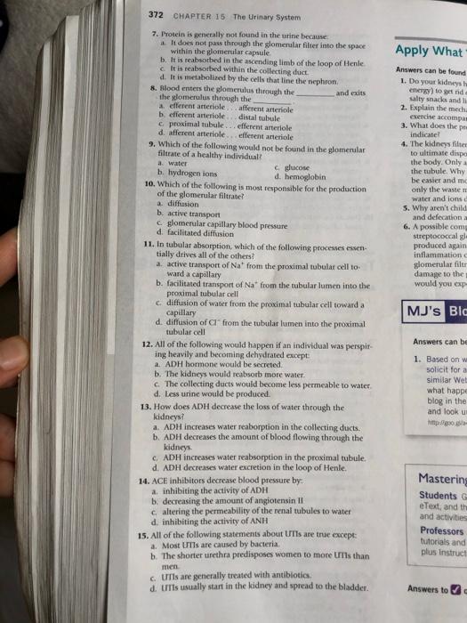 Solved 372 CHAPTER 15 The Urinary System Apply What Answers | Chegg.com
