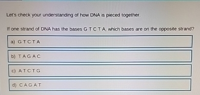 Solved Let's check your understanding of how DNA is pieced | Chegg.com