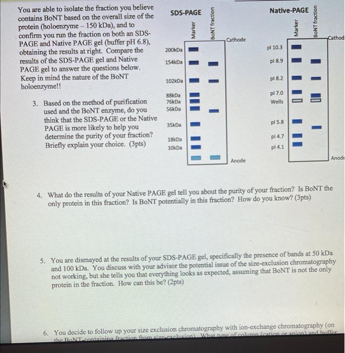 4.) What do the results of your native page gel tell | Chegg.com